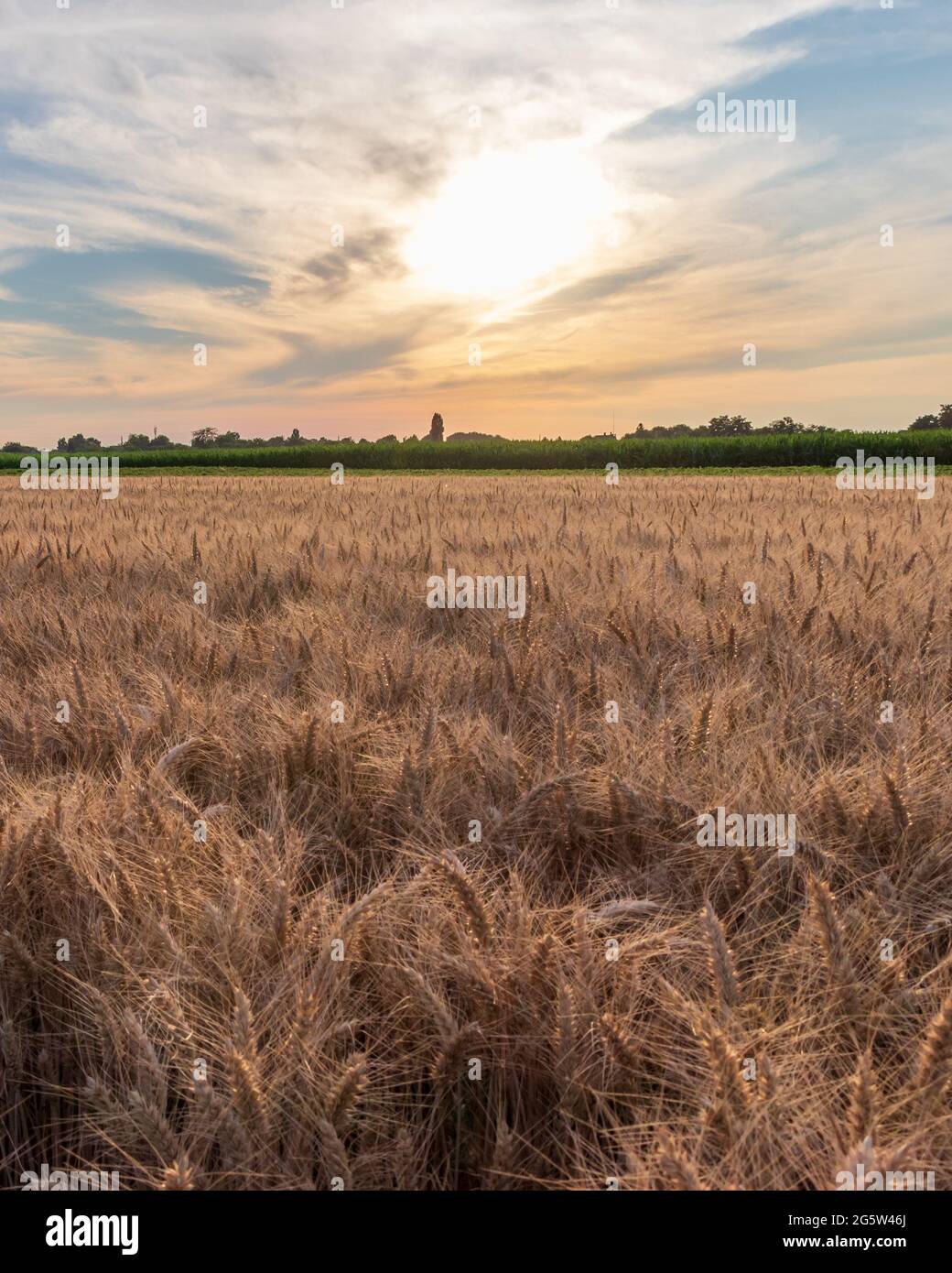 Wheat crop field sunset landscape. Barley field in summer Stock Photo ...