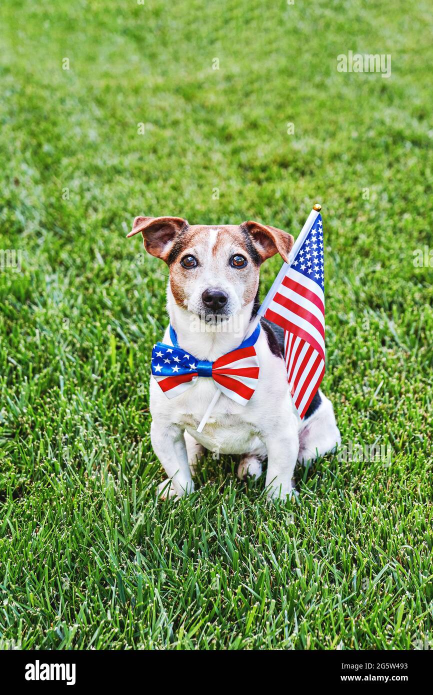 Dog sits in American flag bow tie with USA flag on green grass looking ...
