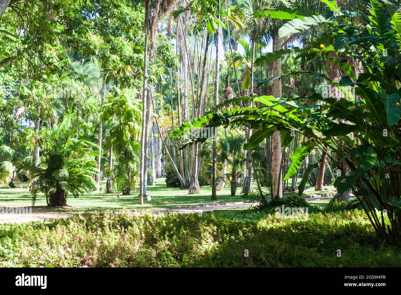 Rio botanical garden hi-res stock photography and images - Alamy