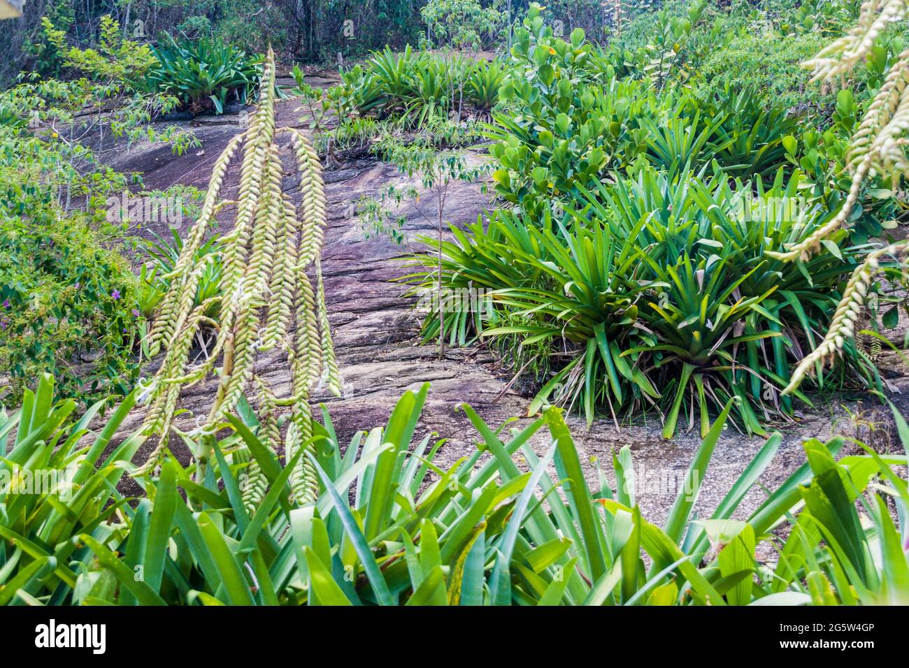 Plants in Botanical Garden of Rio de Janeiro, Brazil Stock Photo - Alamy