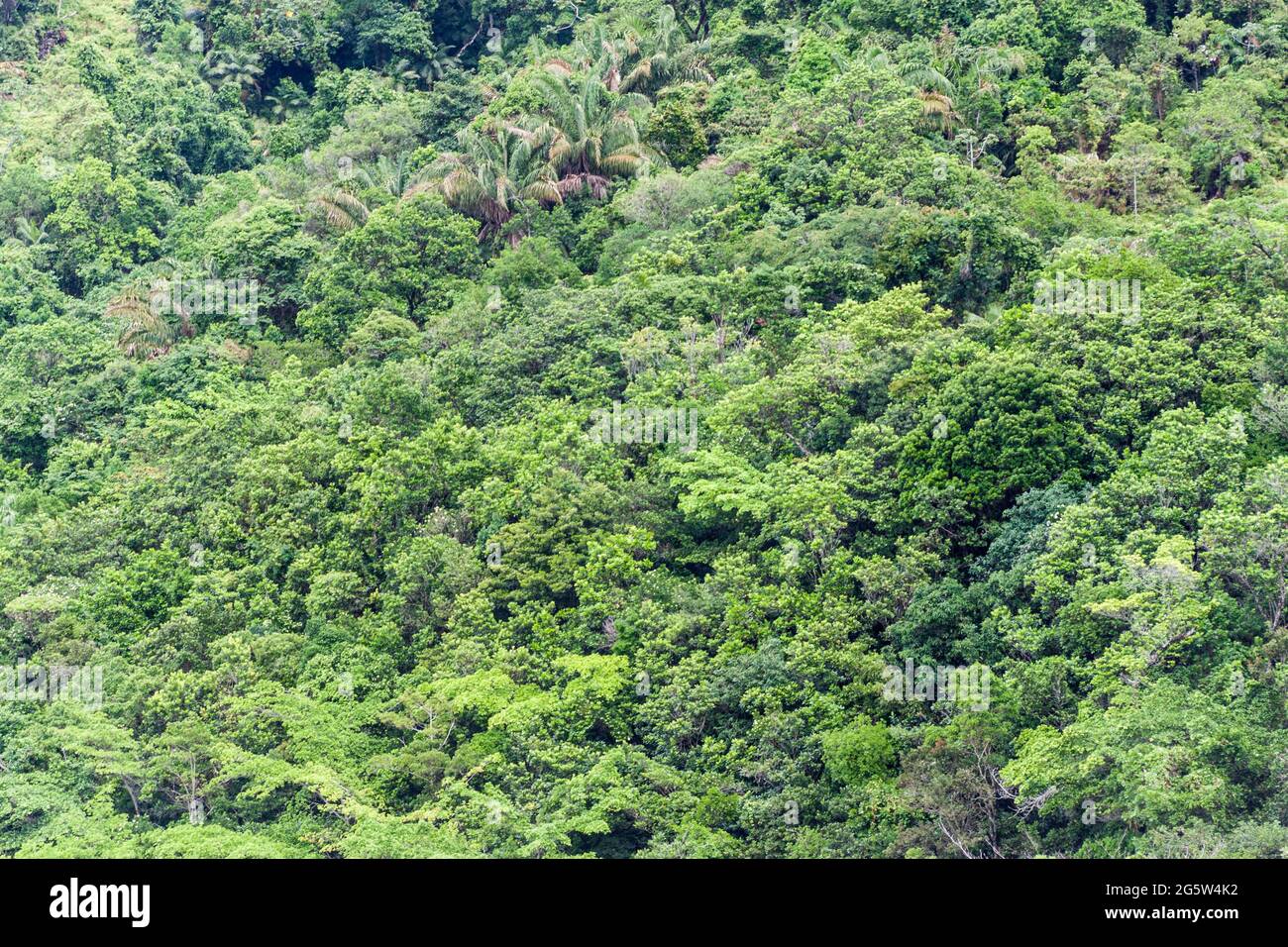Brazil jungle landscape hi-res stock photography and images - Alamy