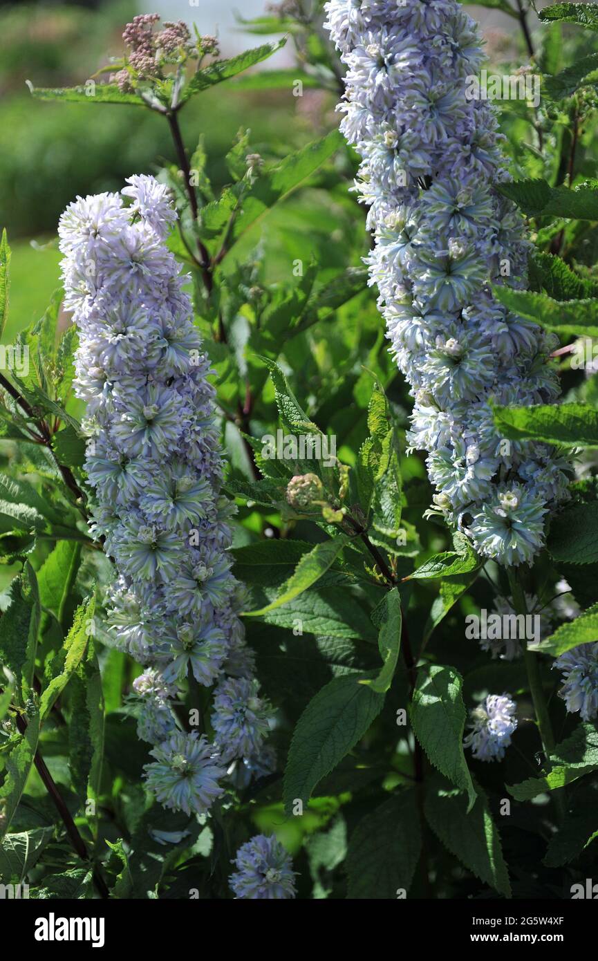 Double-flowered white larkspur (Delphinium) Crystal Delight blooms in a garden in July Stock ...