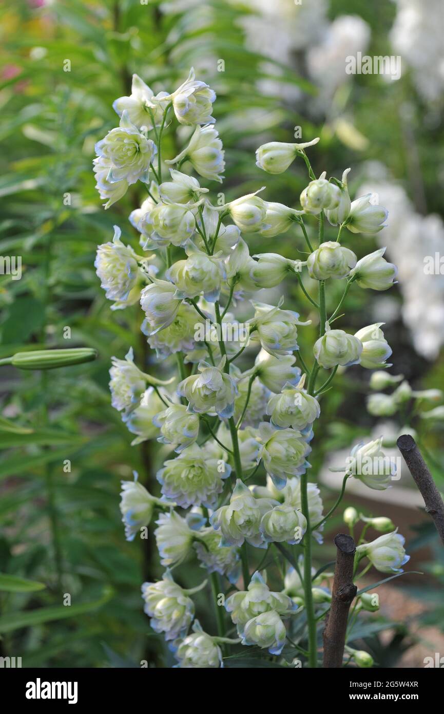 Delphinium garden white hi-res stock photography and images - Alamy