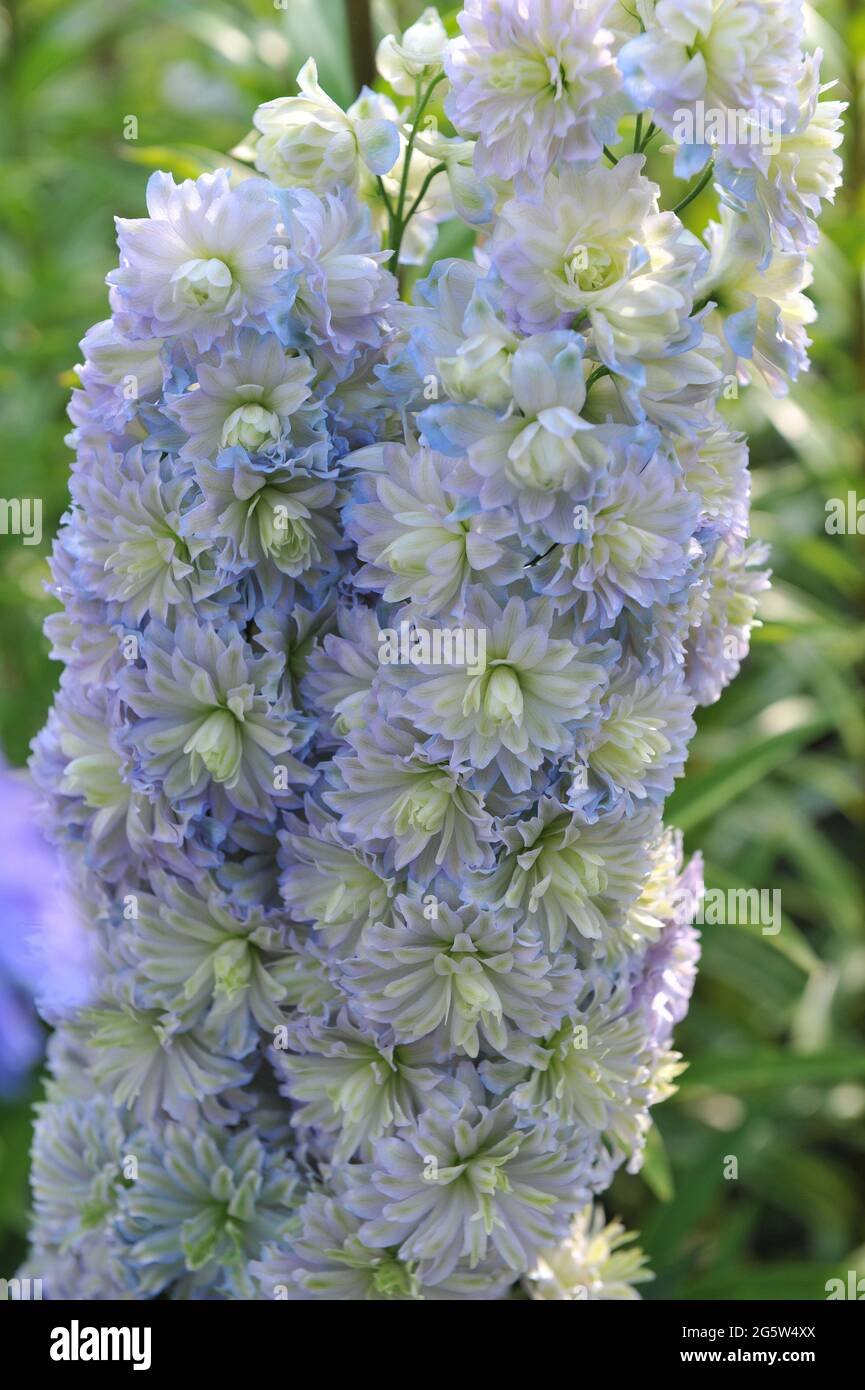 Double-flowered white larkspur (Delphinium) Moonlight blooms in a ...