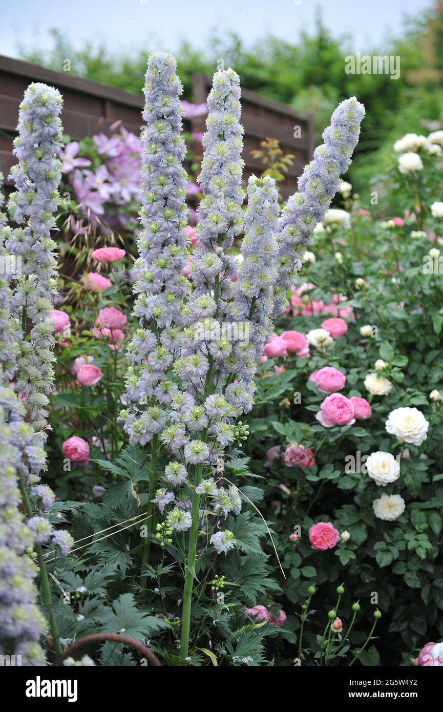 Double-flowered green and white larkspur (Delphinium) Crystal Delight blooms with roses in a ...