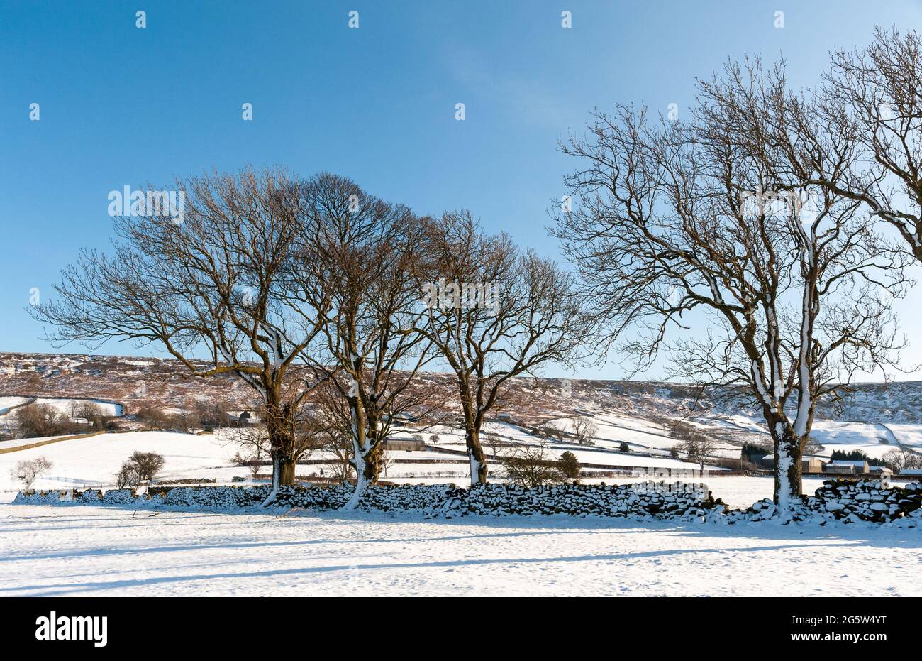 A row of trees near Botton in Danby Dale on the North York moors Stock ...
