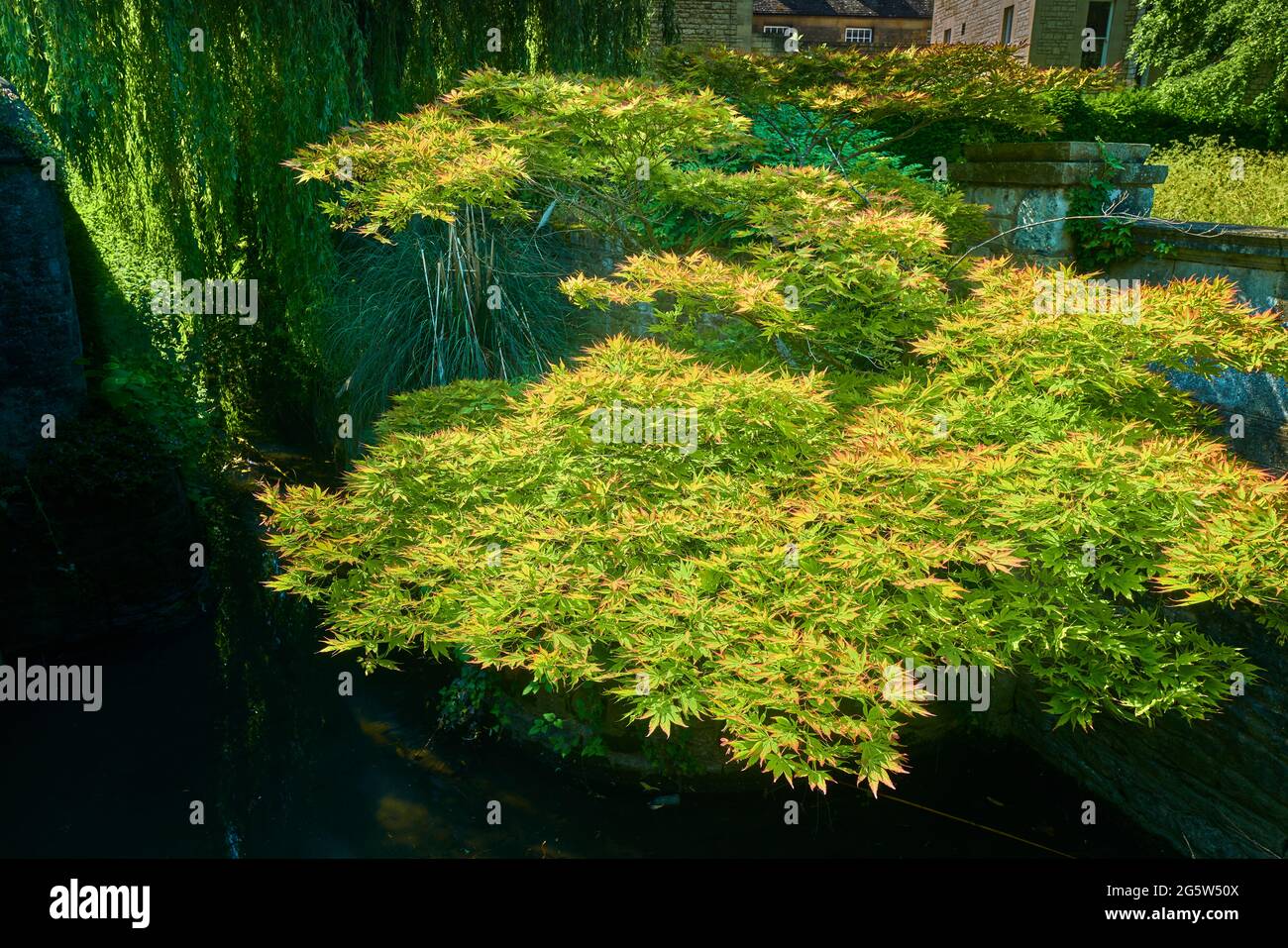 Japanese maple plant over Trill Mill stream at Christ Church college ...