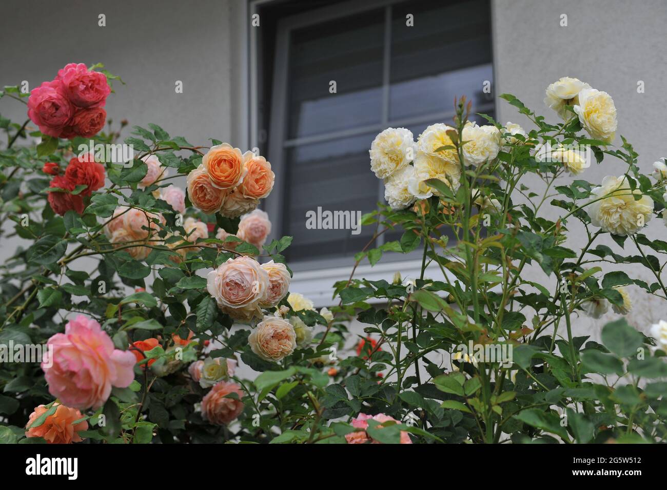 Apricot roses hi-res stock photography and images - Alamy