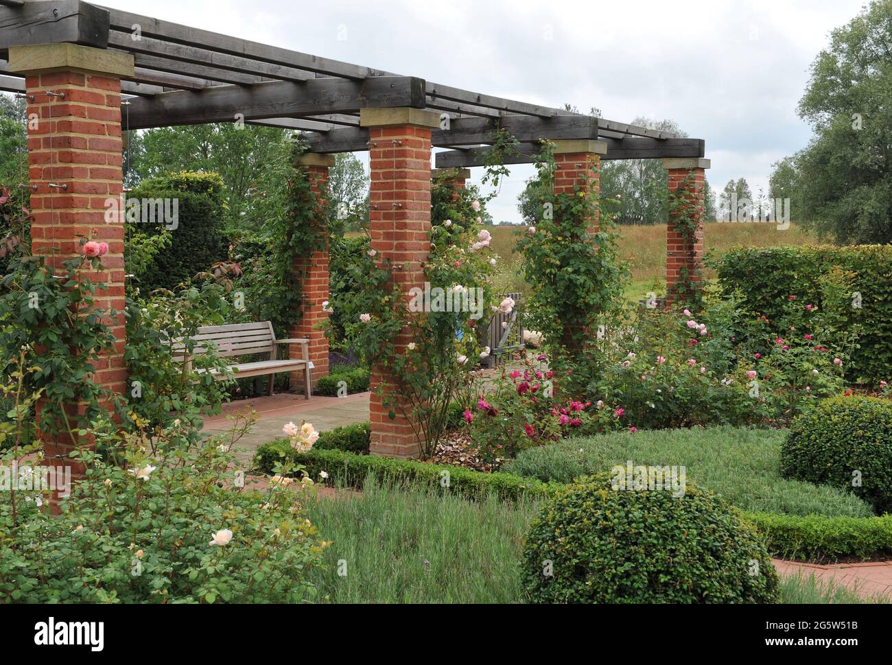 Climbing Roses On Pergola High Resolution Stock Photography and Images ...
