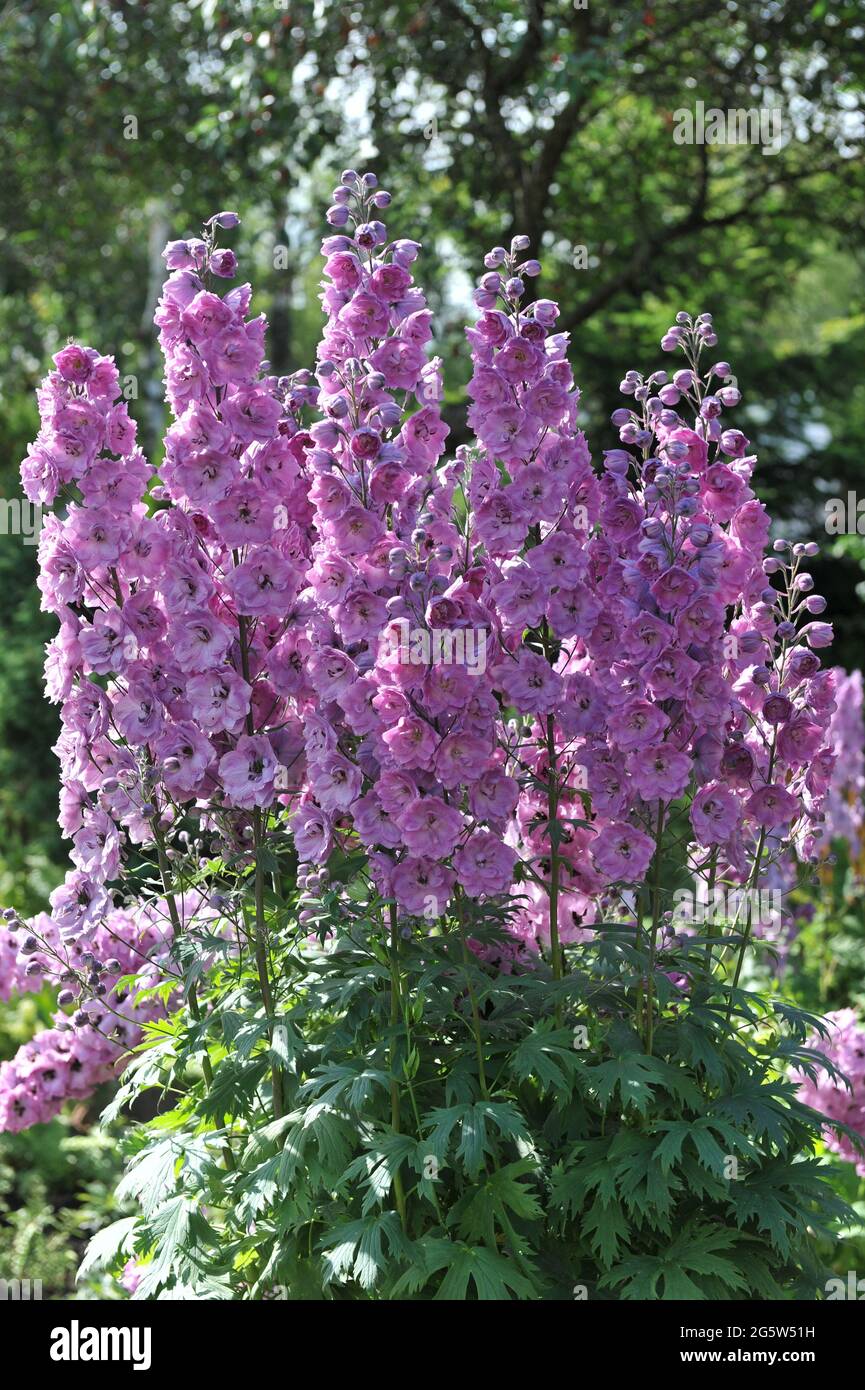 Larkspur leaf hi-res stock photography and images - Alamy