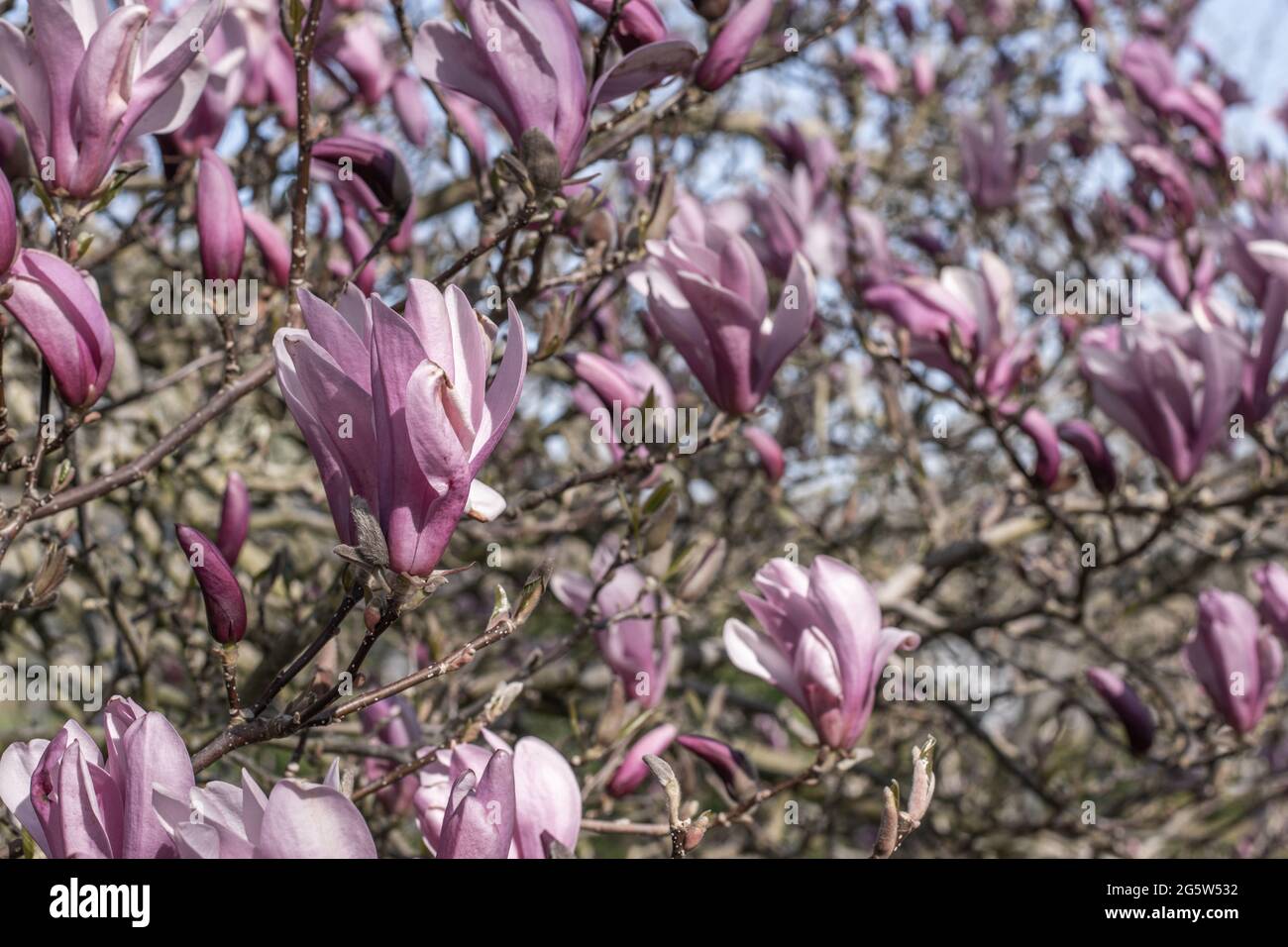 Jane magnolia bloom hi-res stock photography and images - Alamy