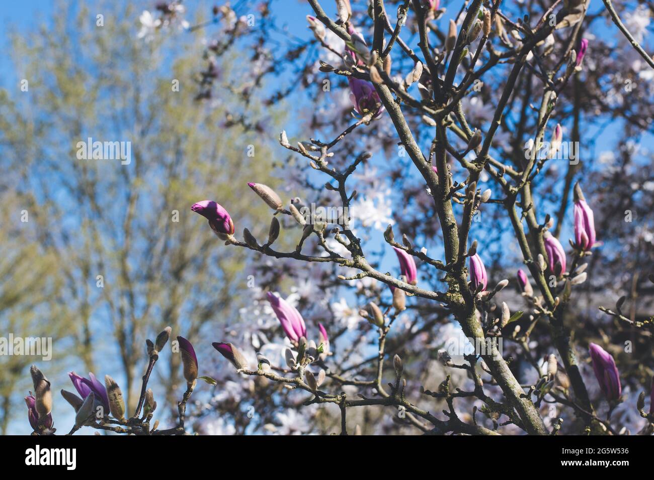 Jane magnolia bloom hi-res stock photography and images - Alamy