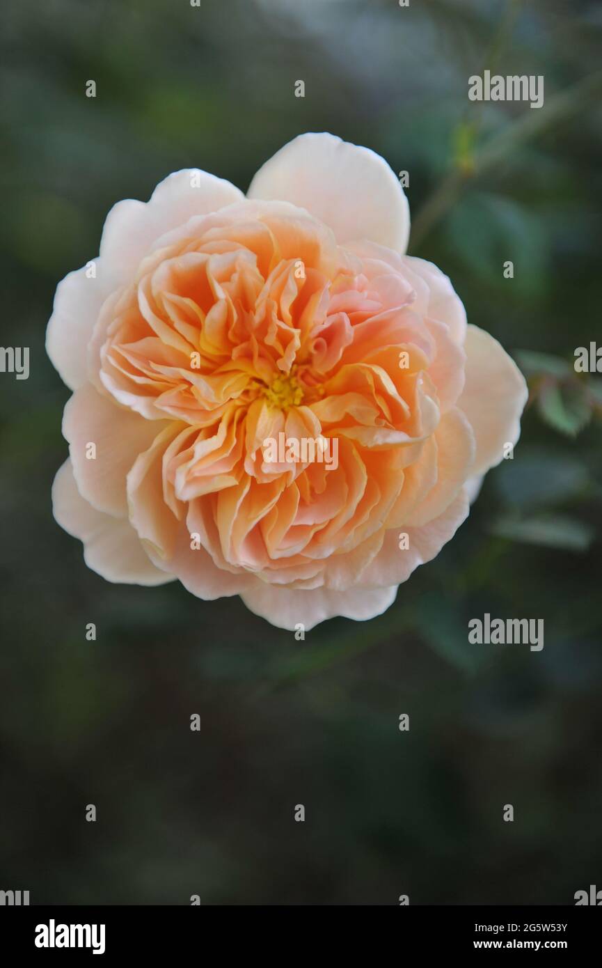 Apricot-yellow English shrub rose (Rosa) Crown Princess Margareta ...