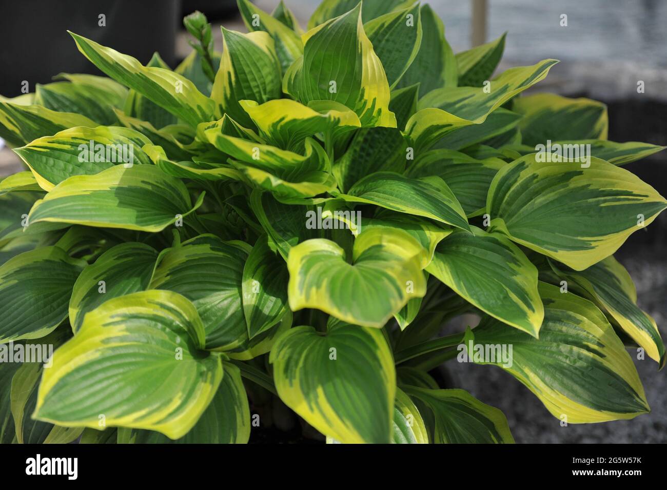 Hosta Don Stevens with glossy green leaves with a yellow margin grows ...
