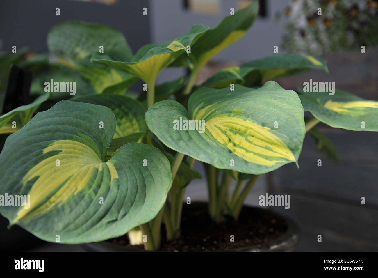 Variegated Hosta Dream Weaver with large bluish-green leaves with a ...