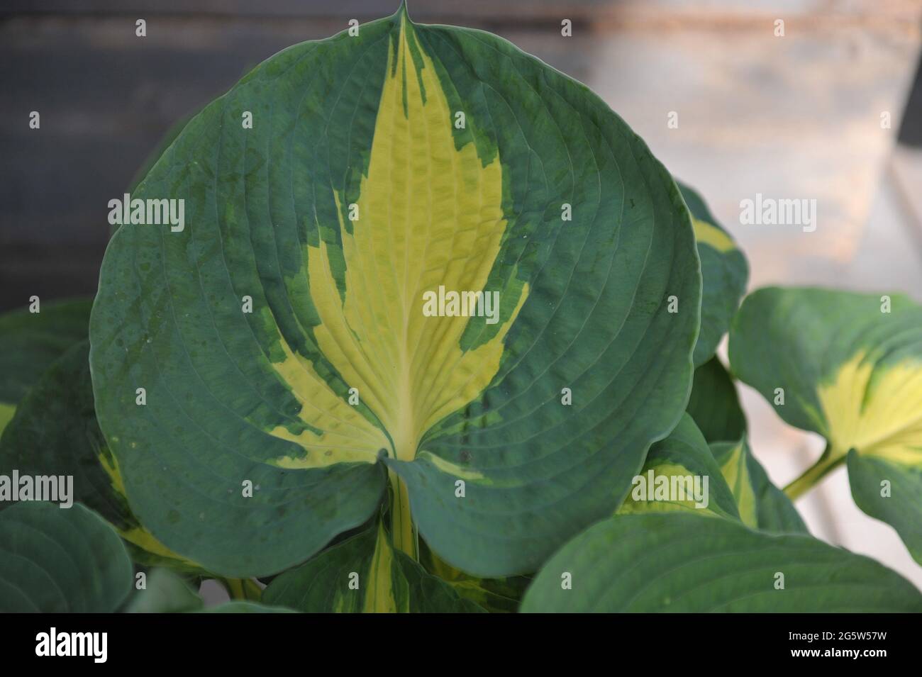 Variegated foliage plant hostas hi-res stock photography and images - Alamy