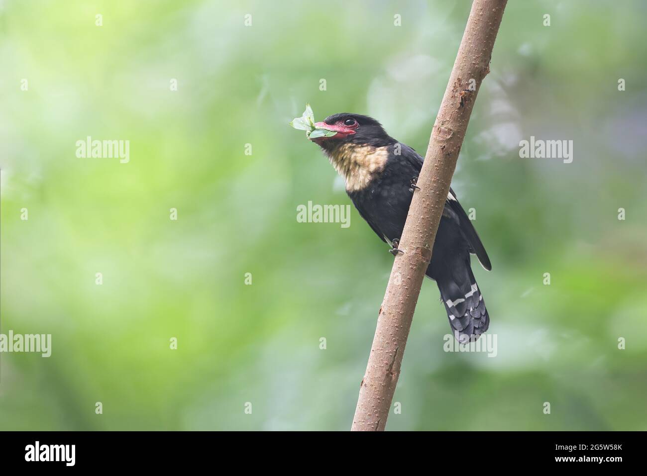 Broadbill hi-res stock photography and images - Alamy