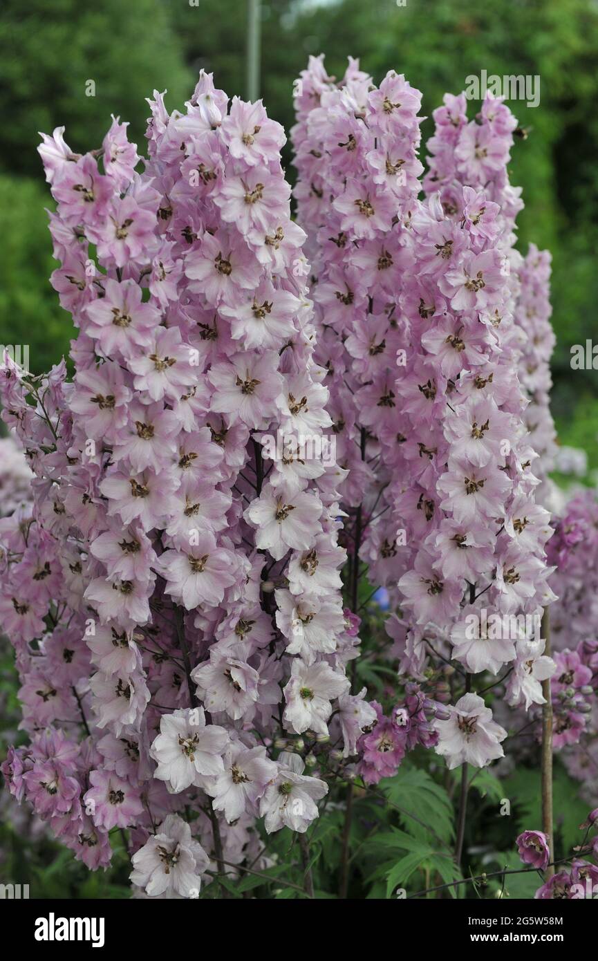 Pink larkspur (Delphinium) blooms in a garden in July Stock Photo - Alamy