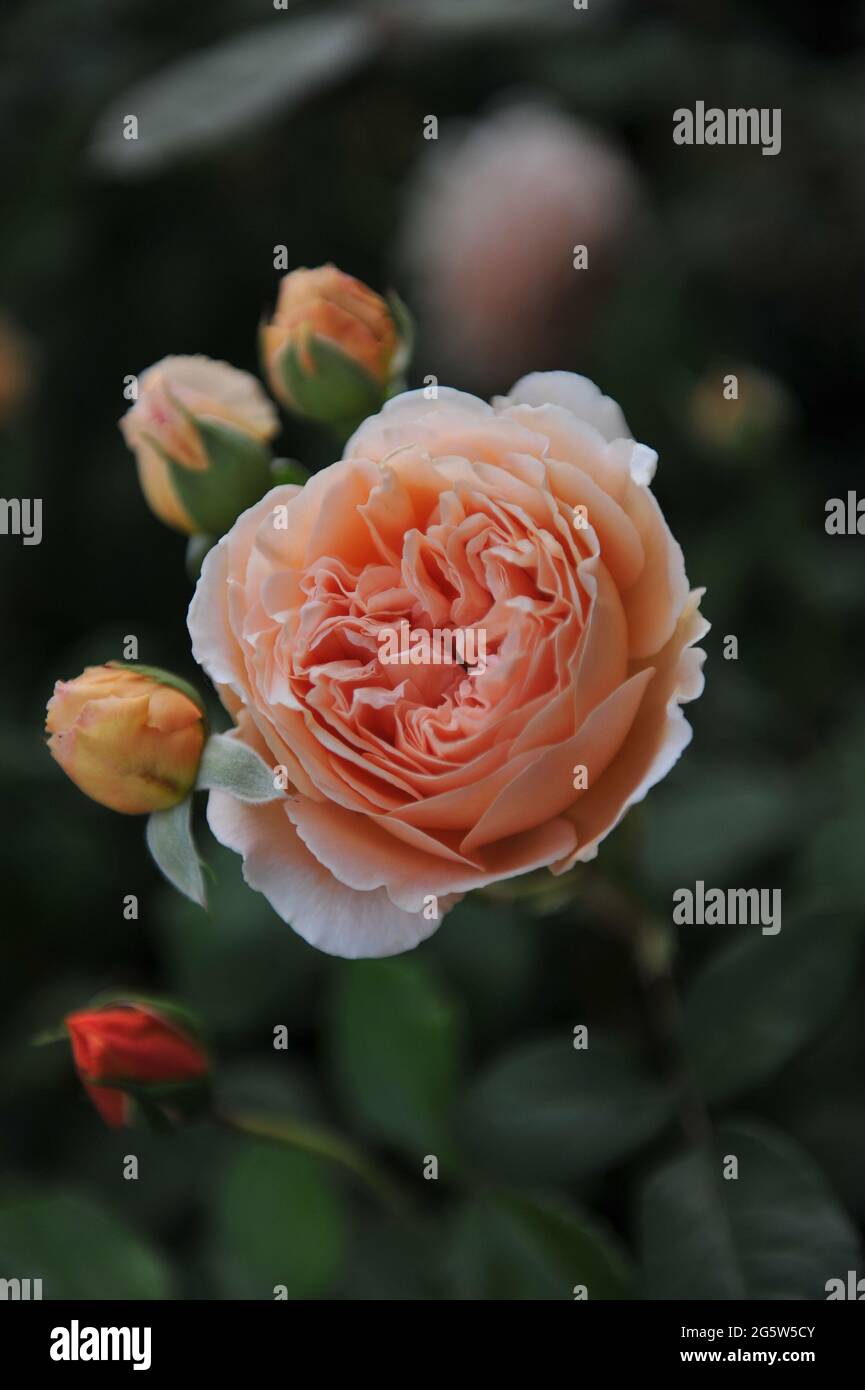 Apricot-yellow English shrub rose (Rosa) Crown Princess Margareta ...