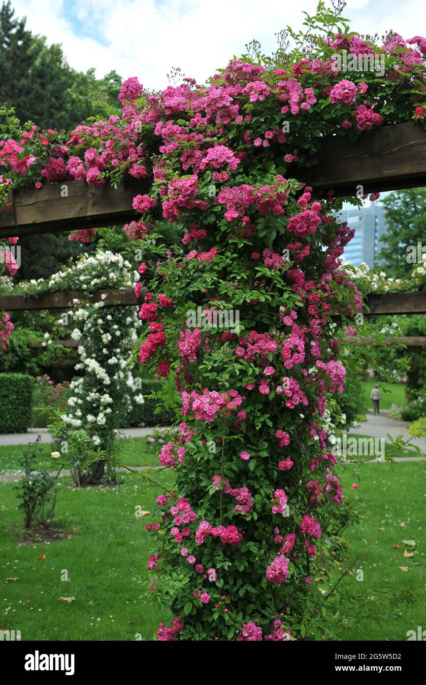 Pink climbing Hybrid Multiflora rose (Rosa) Dawson blooms on a wooden ...