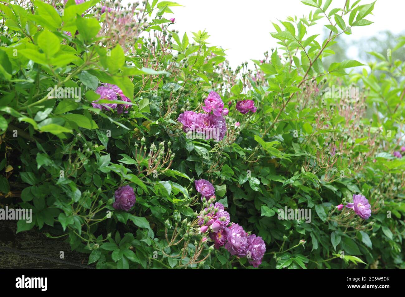 Purple climbing rose garden hi-res stock photography and images - Alamy