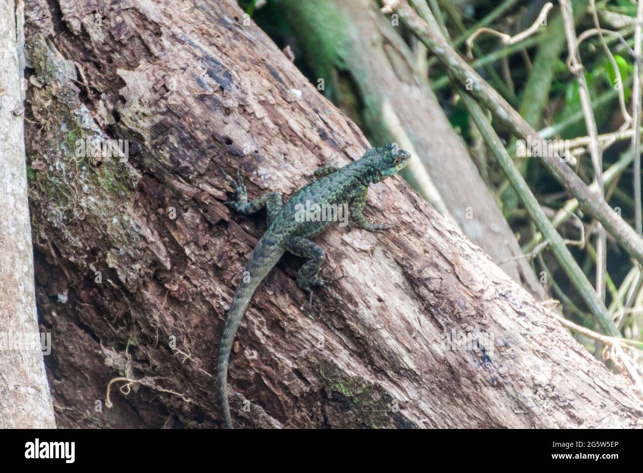 Reptile brazil hi-res stock photography and images - Alamy