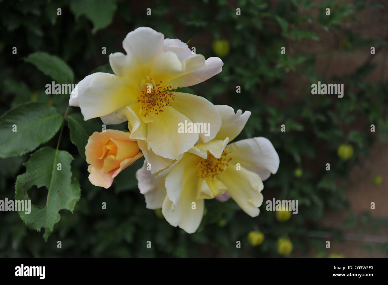 Rose single yellow rambler hi-res stock photography and images - Alamy
