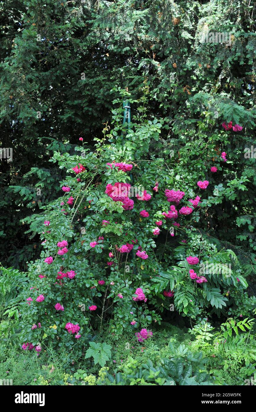 Pink large-flowered Climber rose (Rosa) Etude blooms on an obelisk in a ...