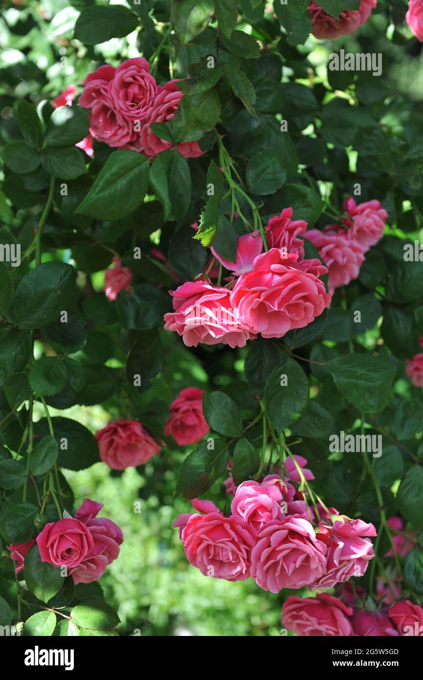 Pink Large-Flowered Climber rose (Rosa) Etude blooms in a garden in ...