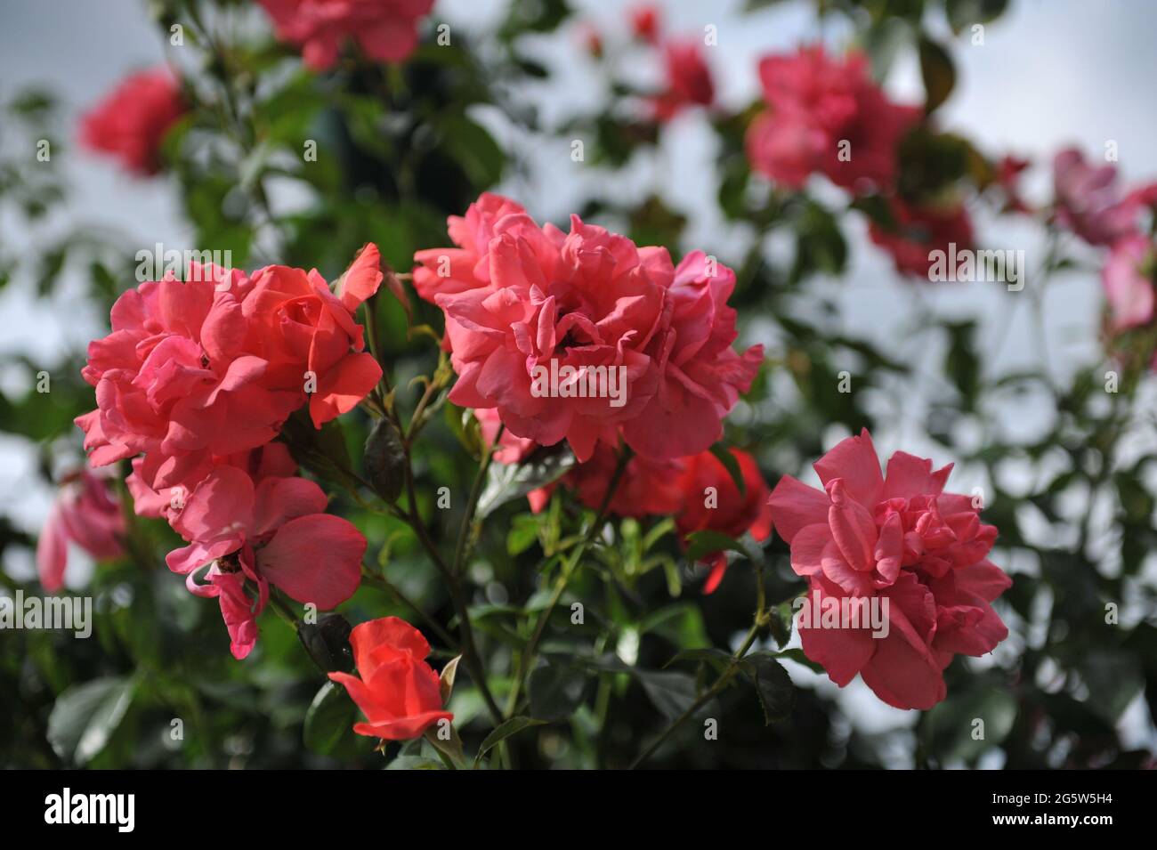 Red large-flowered Climber rose (Rosa) Fassadenzauber blooms in a ...