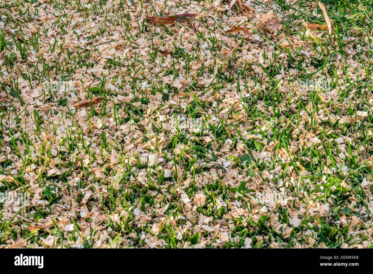 Green grass sprinkled with fresh saw chips Stock Photo - Alamy
