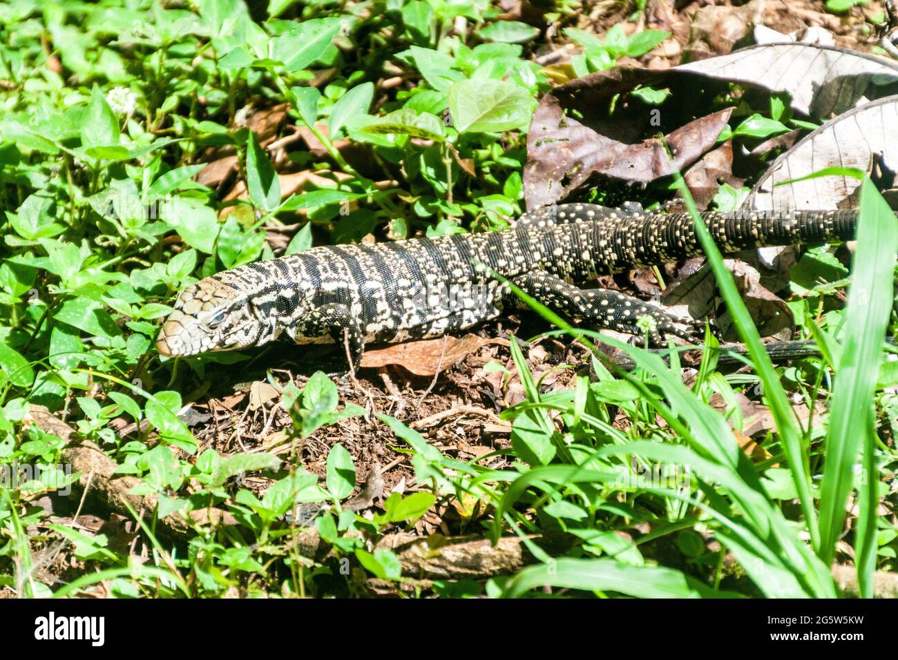 Lizard in National Park Iguacu, Brazil Stock Photo - Alamy