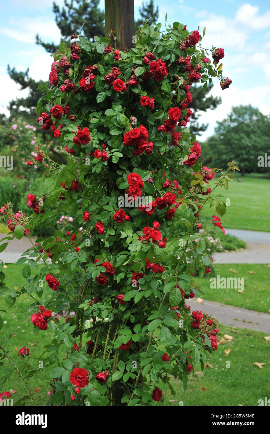 Red large-flowered Climber rose (Rosa) Flammentanz blooms in a garden ...