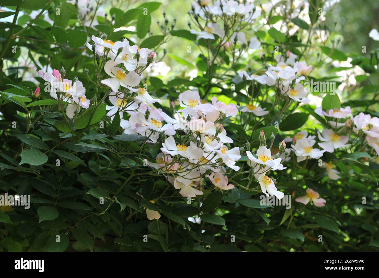 White climbing Hybrid Musk rose (Rosa) Francis E. Lester blooms in a ...