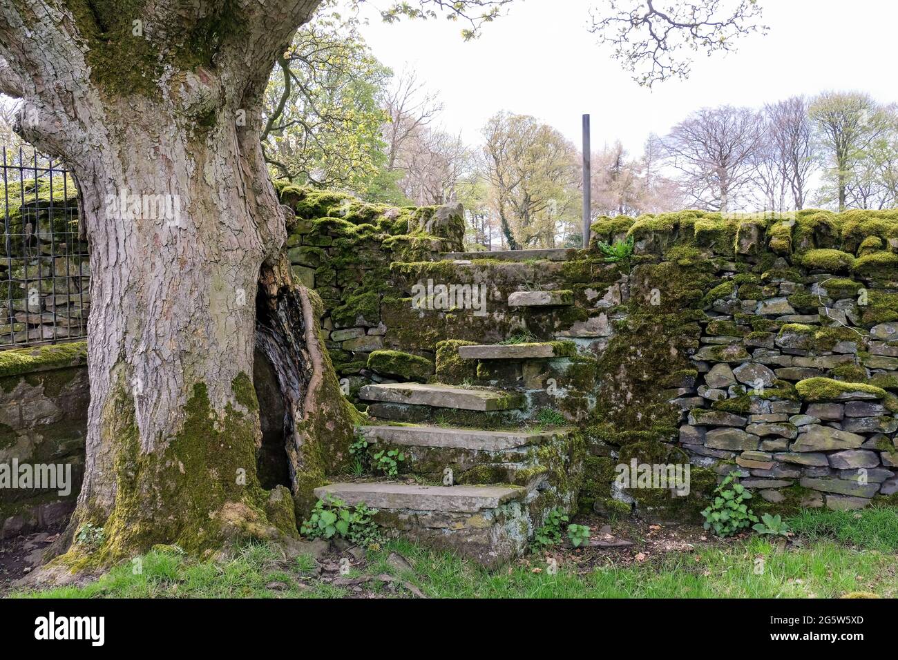 A dramatic and beautiful combination of old stone walling and aged ...