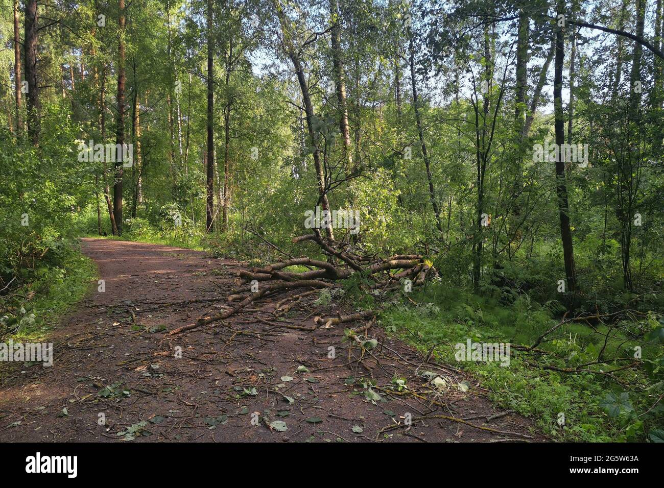 Fallen tree in the forest after a hurricane blocked the road. Sawn tree ...