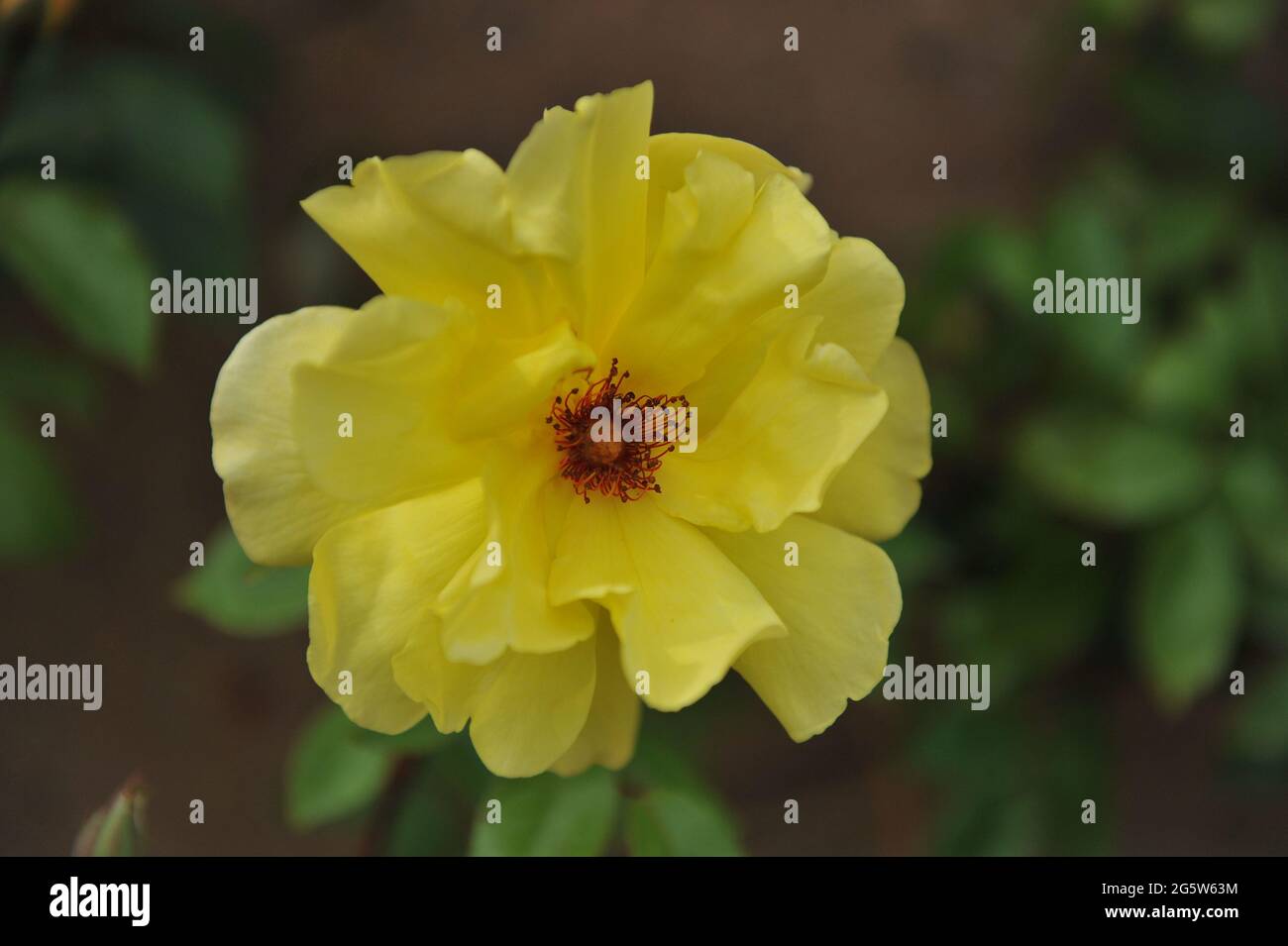 Golden showers hi-res stock photography and images - Alamy