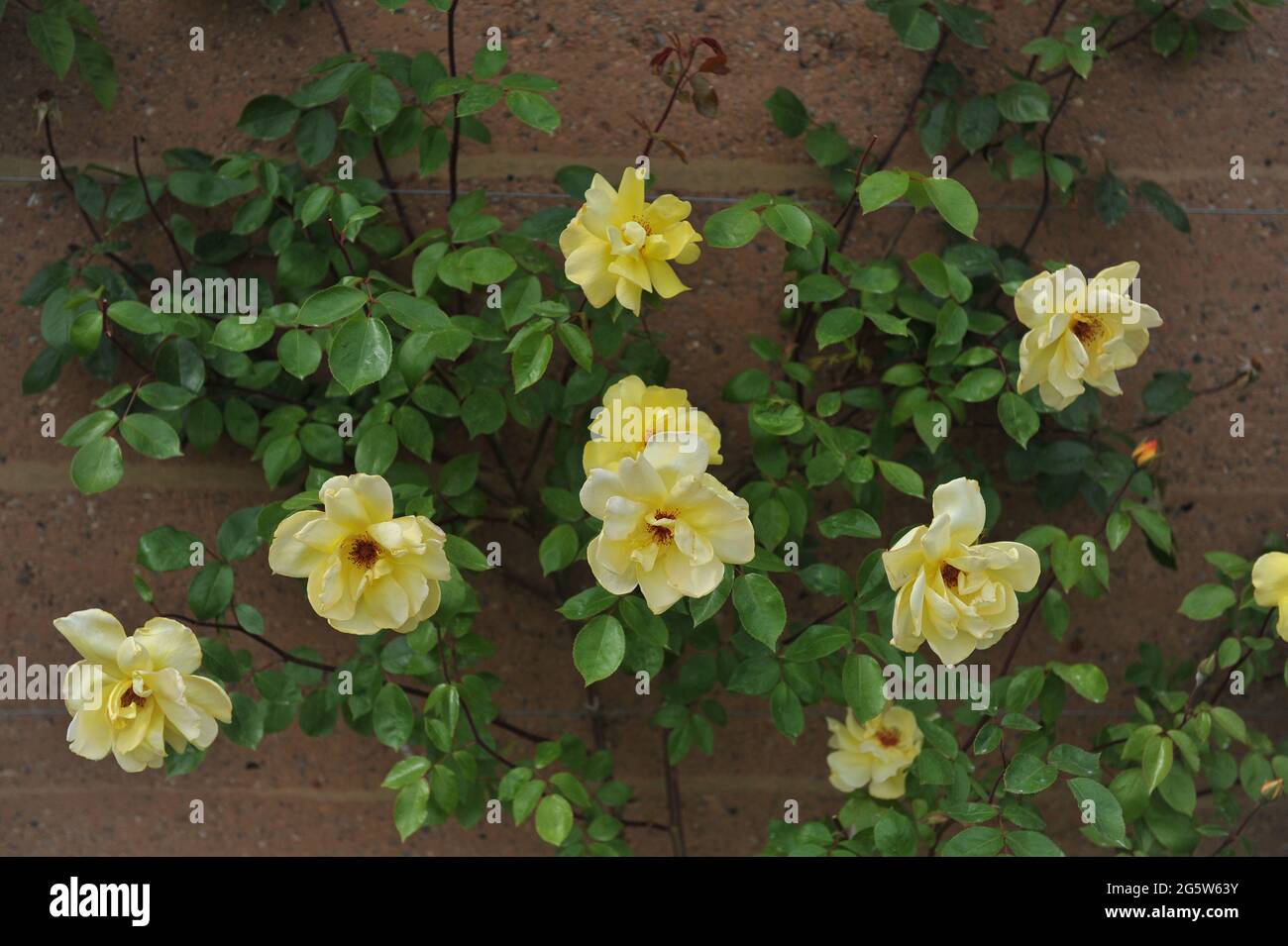 Golden showers hi-res stock photography and images - Alamy