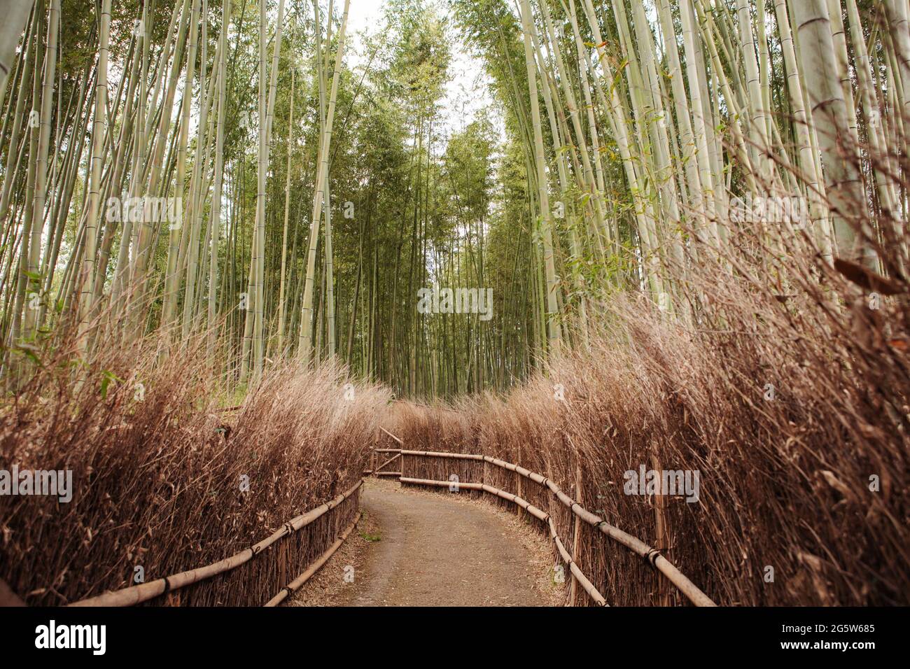 Arashiyama bamboo forest in Kyot Kansai Japan. Serene background Stock ...