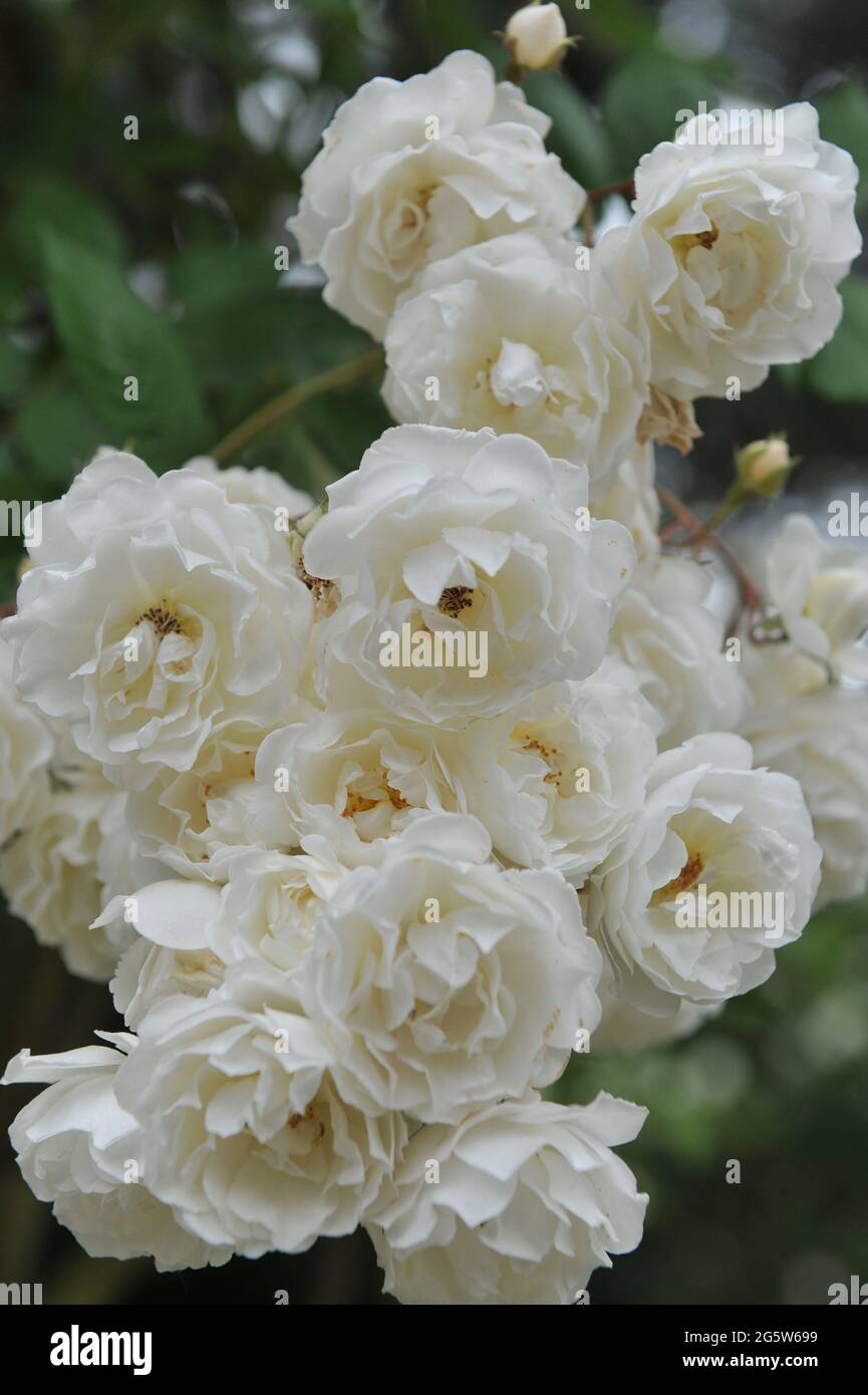 White climbing Hybrid Multiflora rose (Rosa) Gruss an Zabern blooms in ...