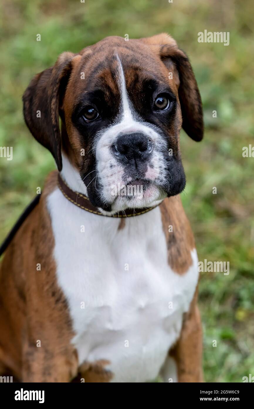 English boxer dog hi-res stock photography and images - Alamy