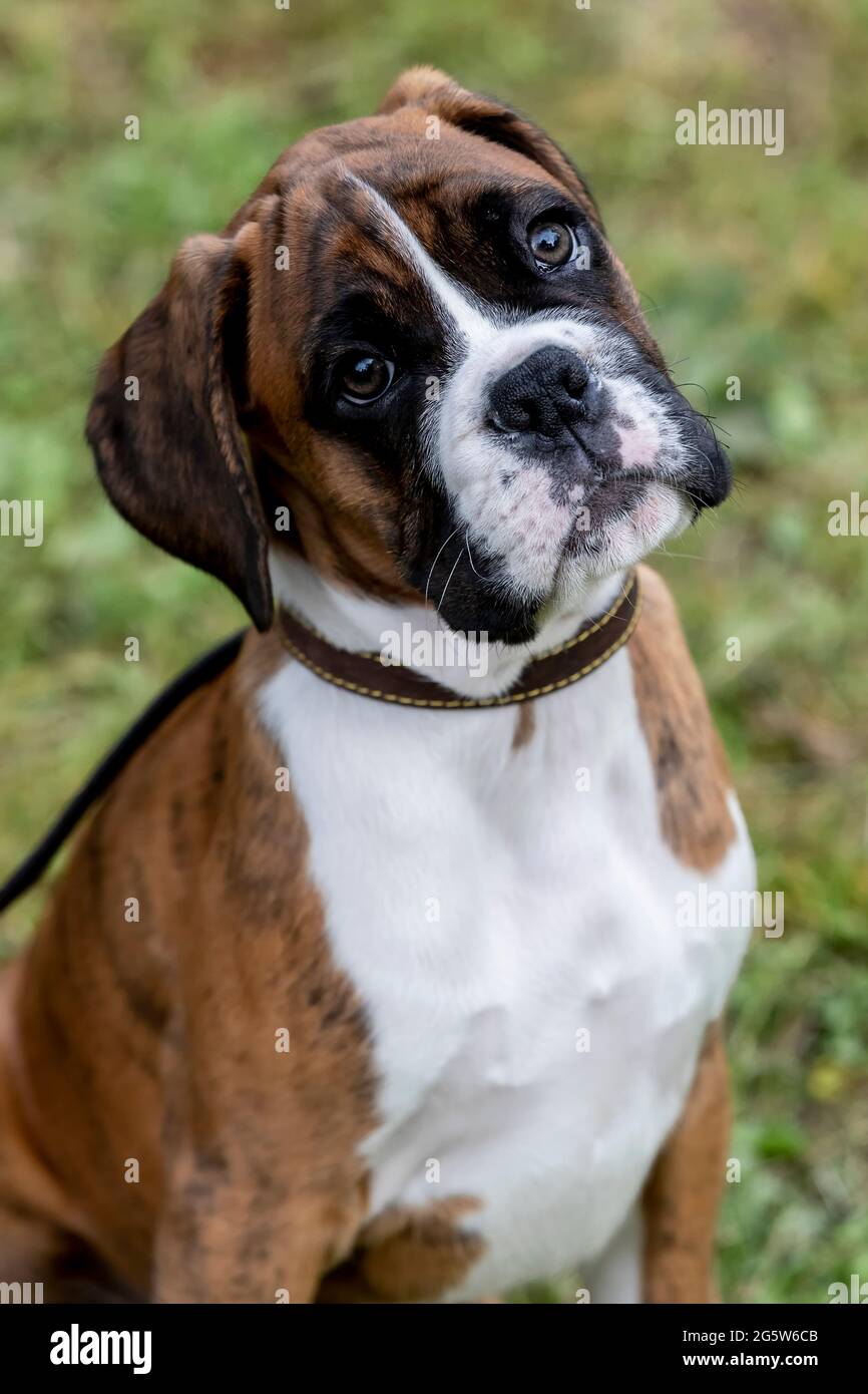 English boxer dog hi-res stock photography and images - Alamy