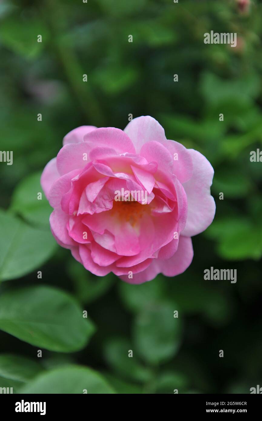 Pink Large-Flowered Climber rose (Rosa) Jasmina blooms on an obelisk in ...