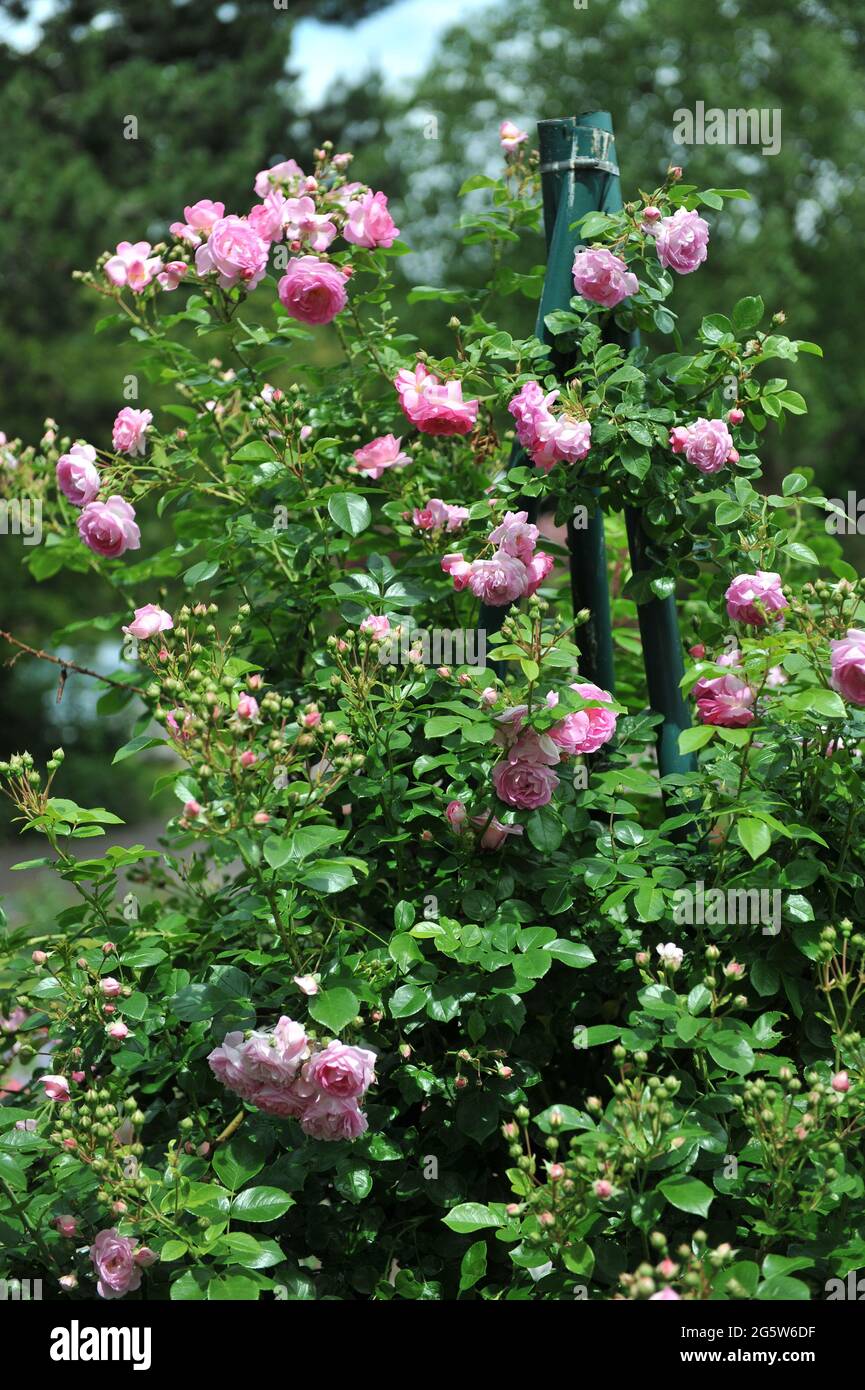 Pink Large-Flowered Climber rose (Rosa) Jasmina blooms on an obelisk in ...