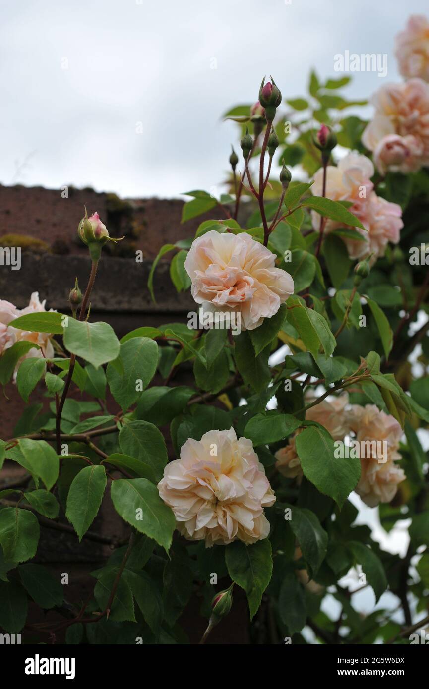 Desprez darcole hi-res stock photography and images - Alamy