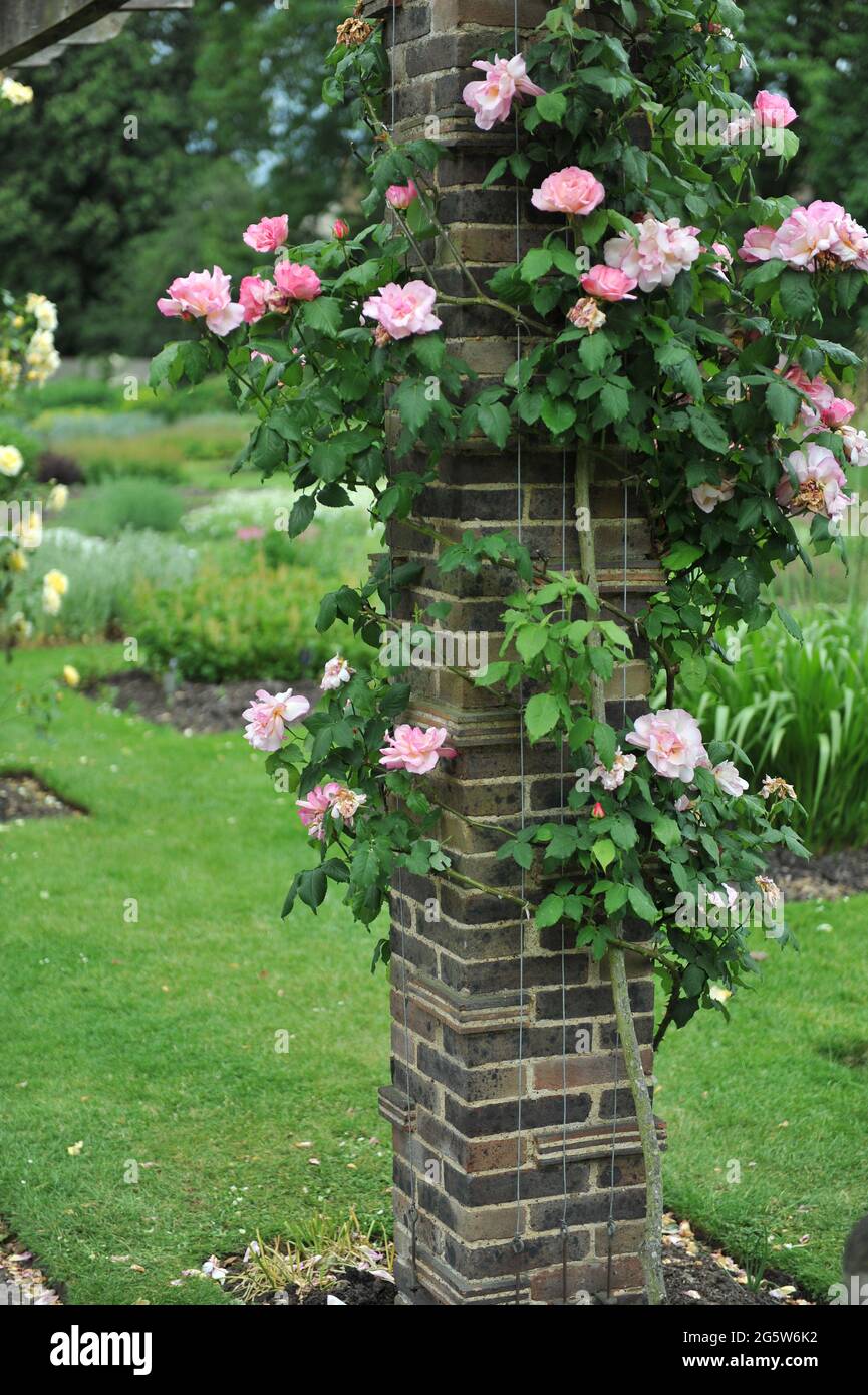 Pink climbing Hybrid Tea rose (Rosa) Lady Waterloo blooms in a garden ...