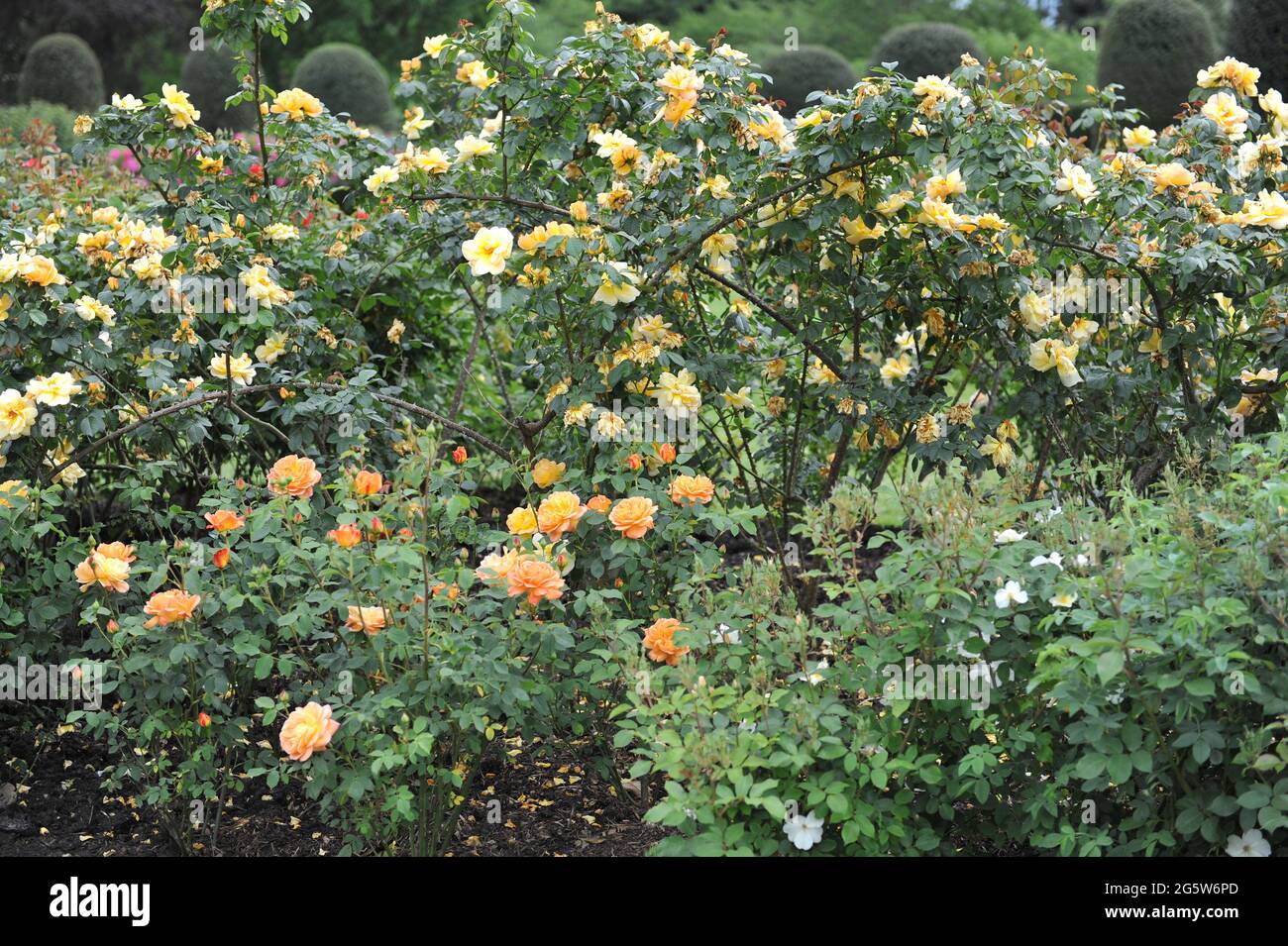 Orange-yellow climbing rose (Rosa) Maigold blooms in a garden in May ...