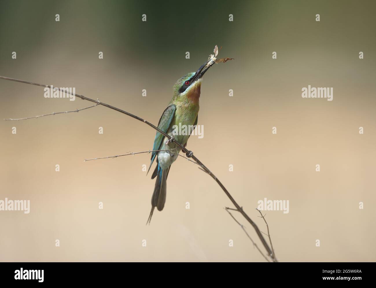 a blue-tailed bee-eater with food in its bill Stock Photo - Alamy