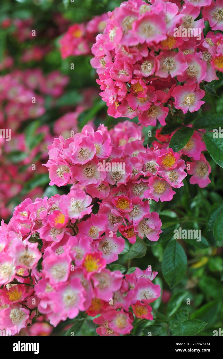 Rambler rose maria lisa hi-res stock photography and images - Alamy