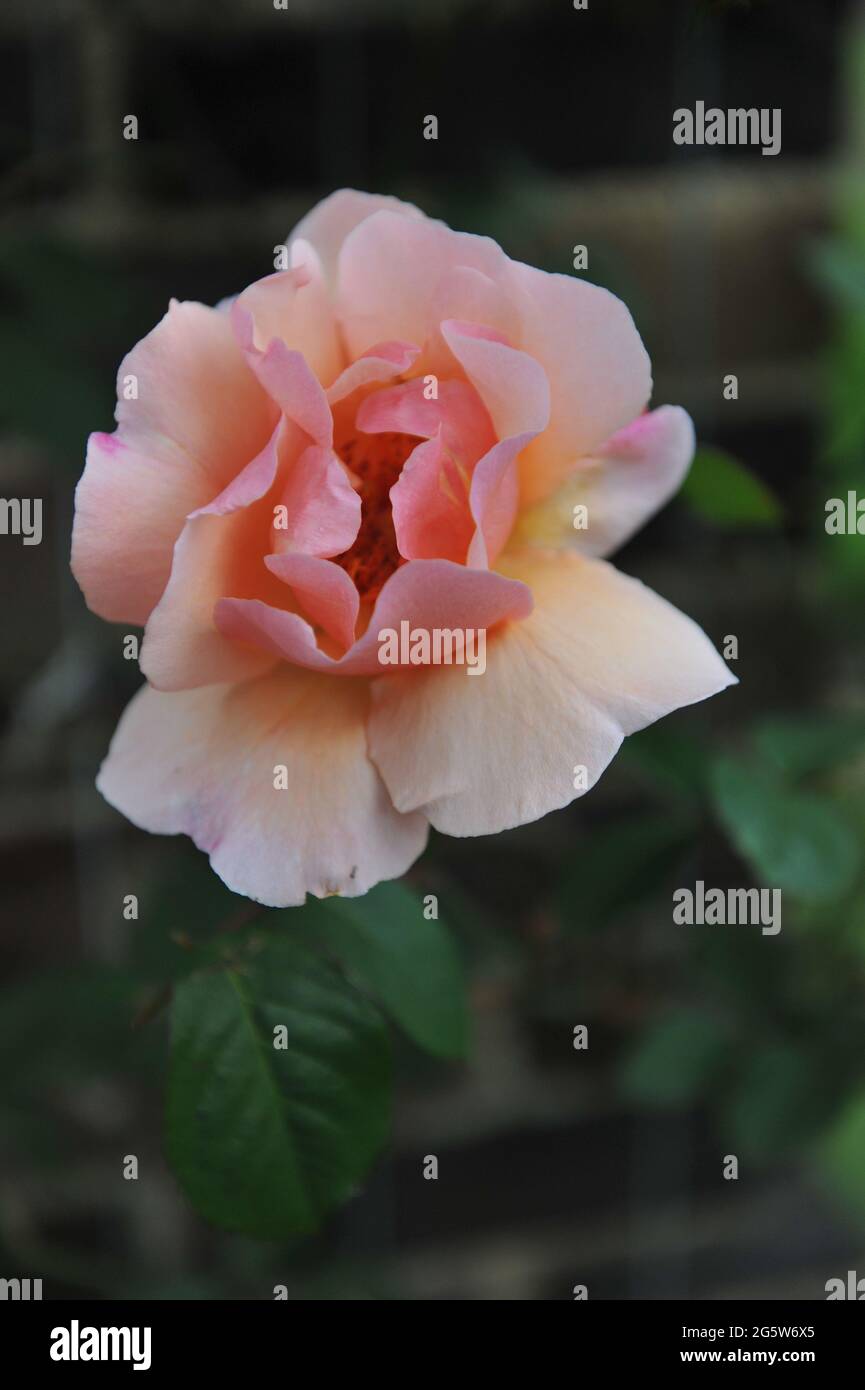 Pink climbing Hybrid Tea rose (Rosa) Meg blooms in a garden in May ...